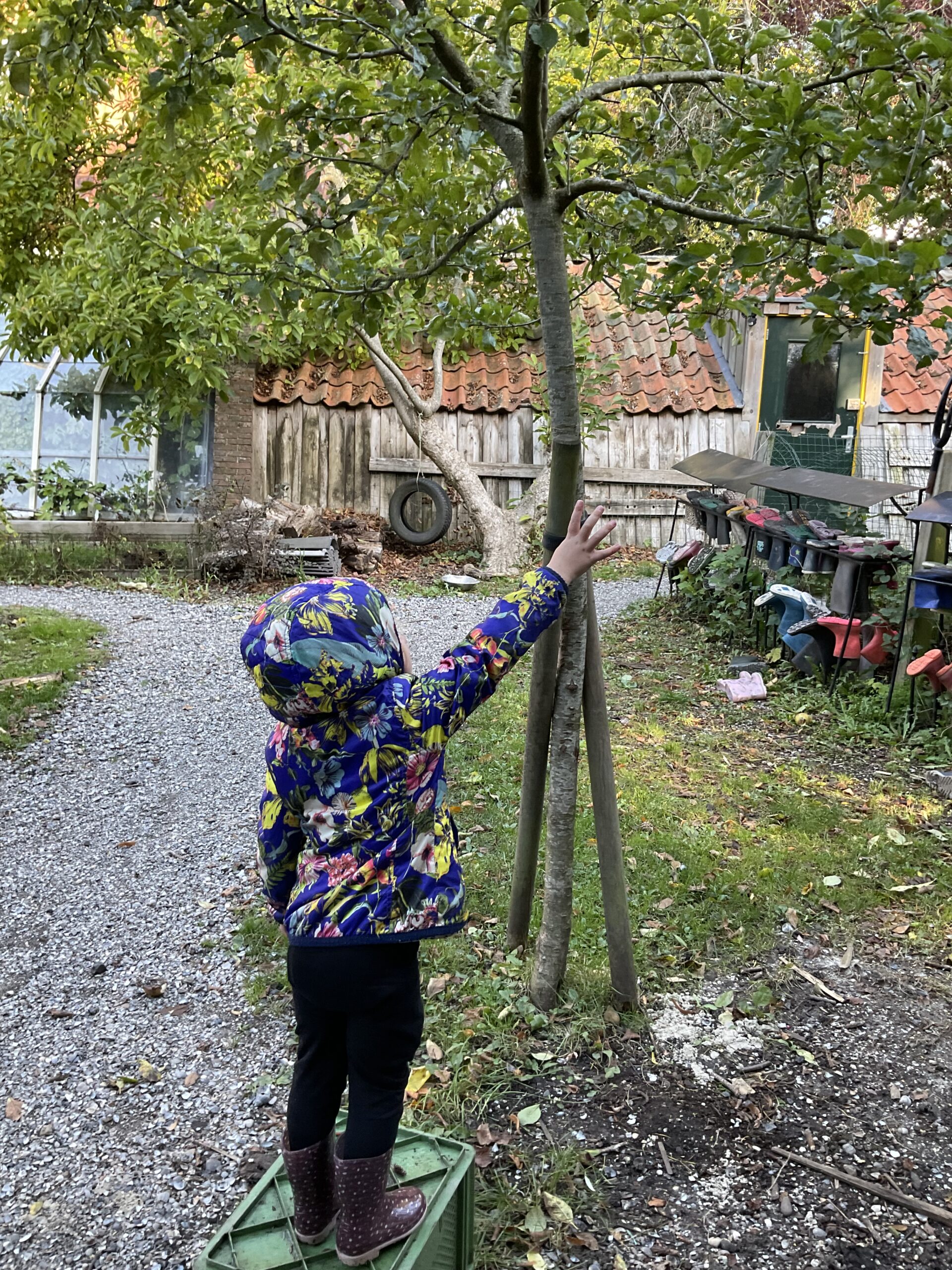 Appels plukken voor de appelmoes! - Doomijn | Kinderopvang